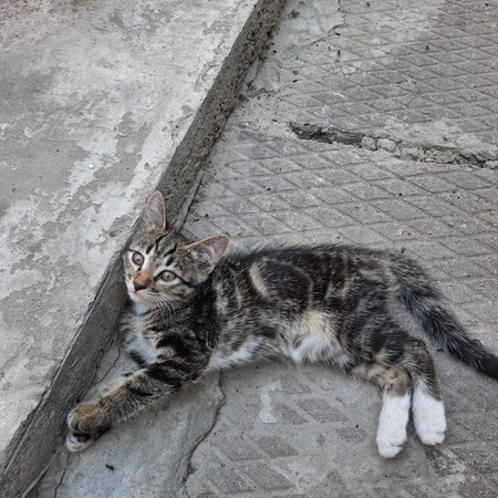 Отдам котят в хорошие руки