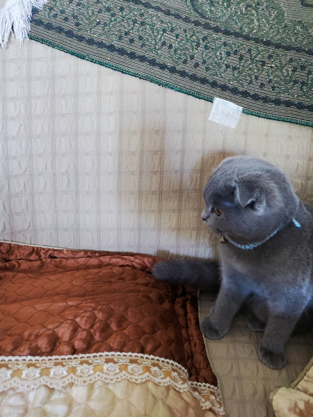Скоттш фолд киз бола 5ойлик