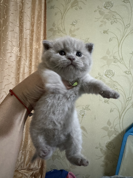 Шотландские фолд и страйт