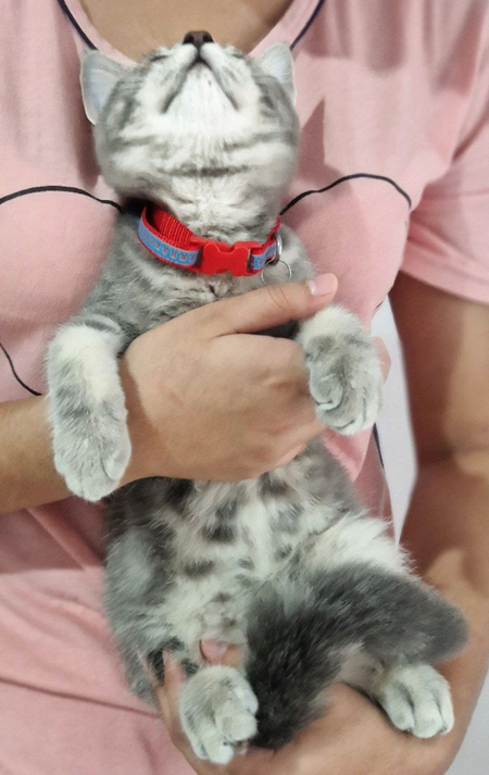 Зотор мушук скотиш страйт