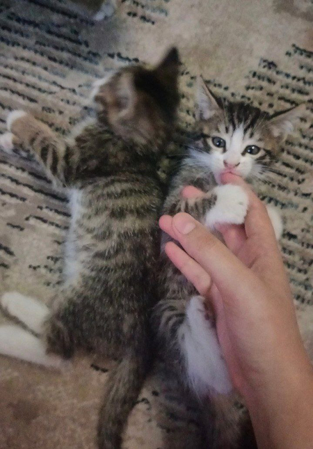 Отдам котят в хорошие руки