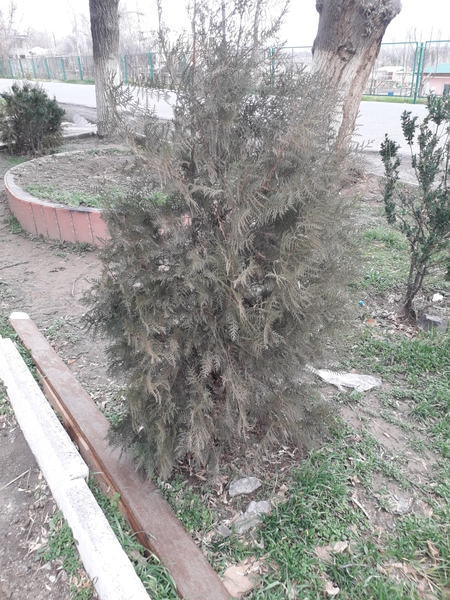 Шамшод шамшод шамшод