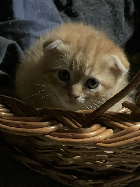 Скоттиш фолл