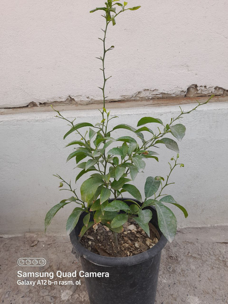 Dorivor aloe gullar  va limon kochatlar sotiladi