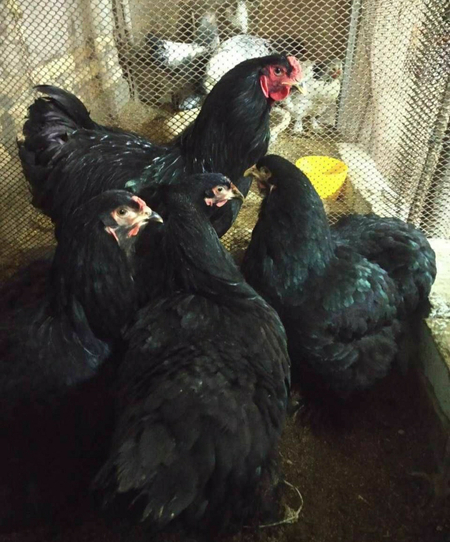 Gigant: 1) svetli brama 1) chorni almaz brama 3) qora shaxzodala