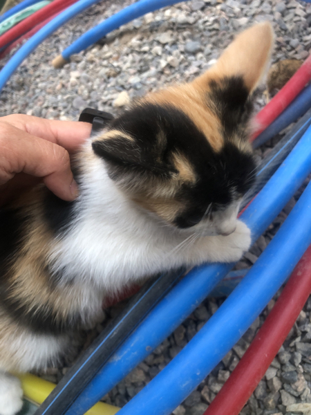 Котята шустрые уже 3 месяца