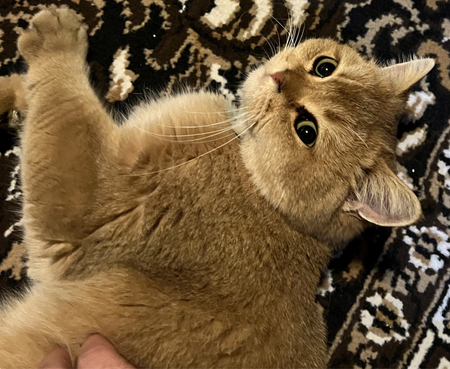 британская кошка шиншилла самец