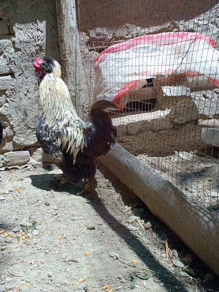 Yapon xoʻrozlar sotiladi