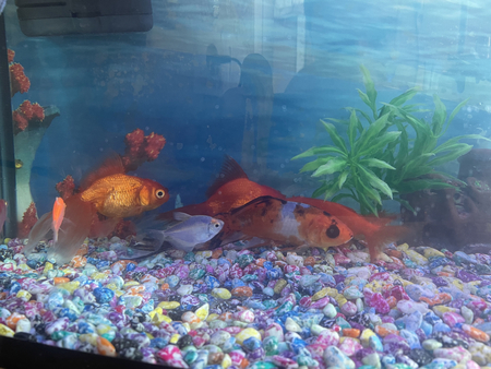 Akvarium va baliqla sotiladi