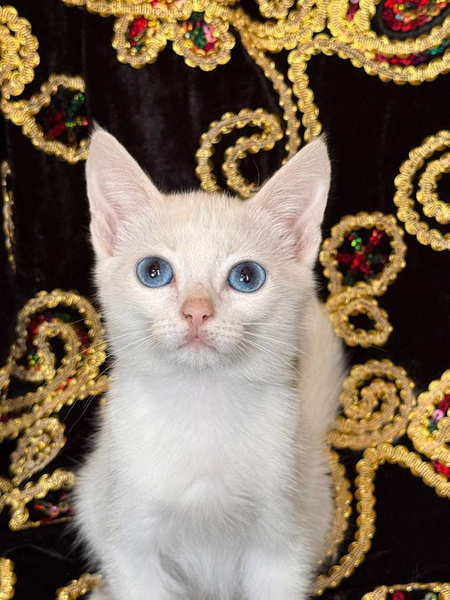 Котенок ищет дом и самых ответственных хозяев