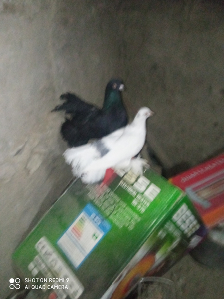 Pavlin sotiladi..