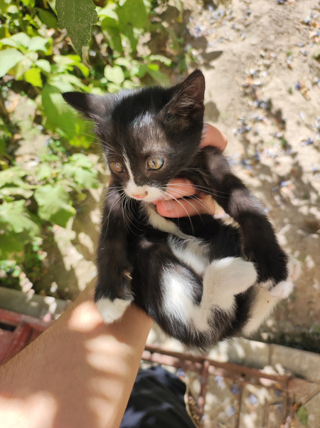 Отдам котят в хорошие руки