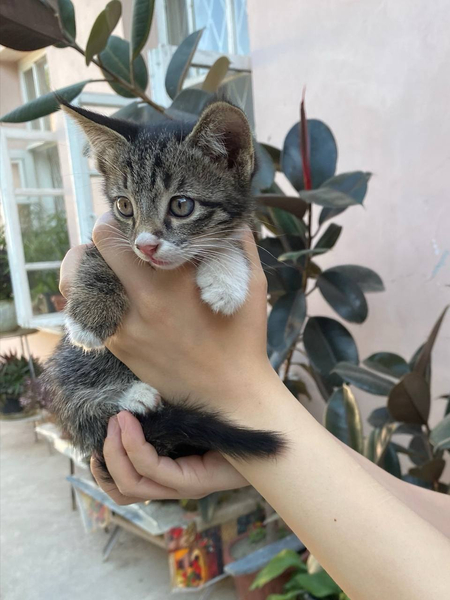 Котята мальчик и девочка к лотку приучены