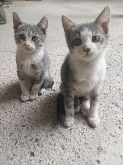 Отдам котёнка в хорошие руки домашние