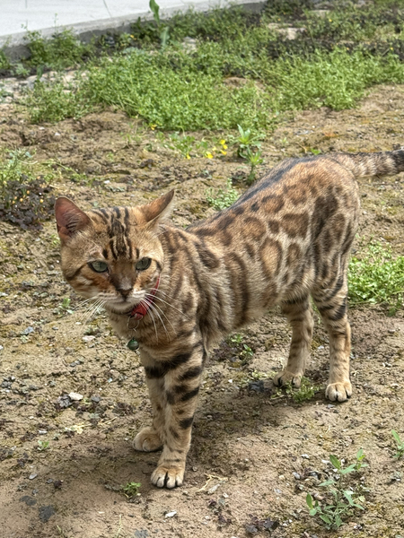 Bengal mushuk sotiladi