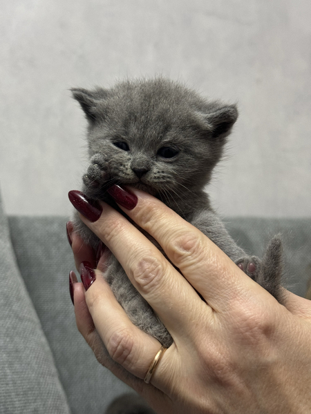 Котята британцы