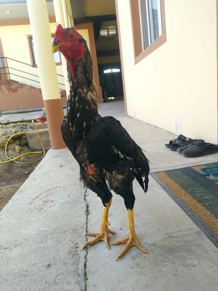 Dakan xoʻroz sotiladi 11 oyli