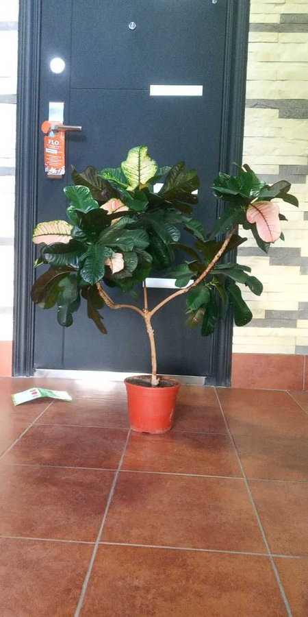 Кротон цветок Кротон