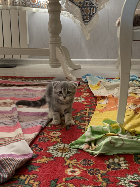 Срочно продаются котят