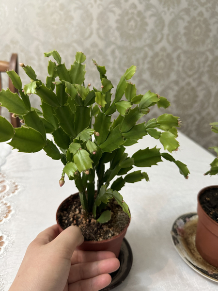 Шлюмбергера (декабрист)