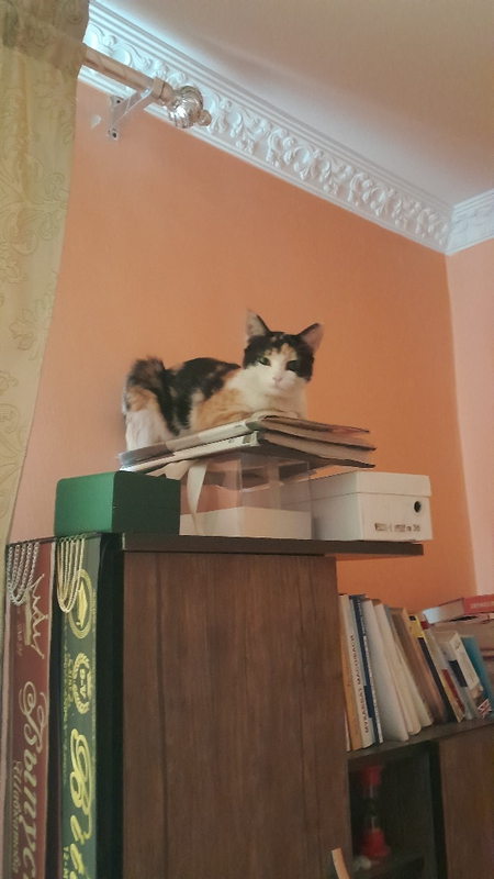 Мушукча, овкат танламайди