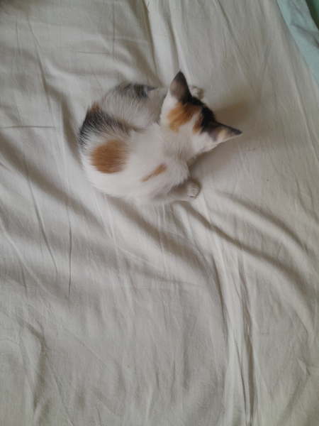 Котенок очень красивый