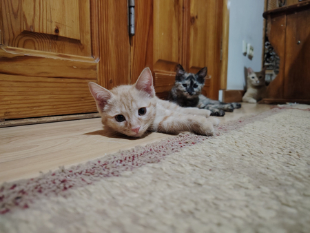 Котенок в добрые руки