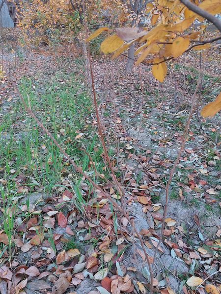 Nihol kuchatlari sotila
