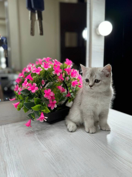 скоттиш страйт шиншилла (окрас серебристий )