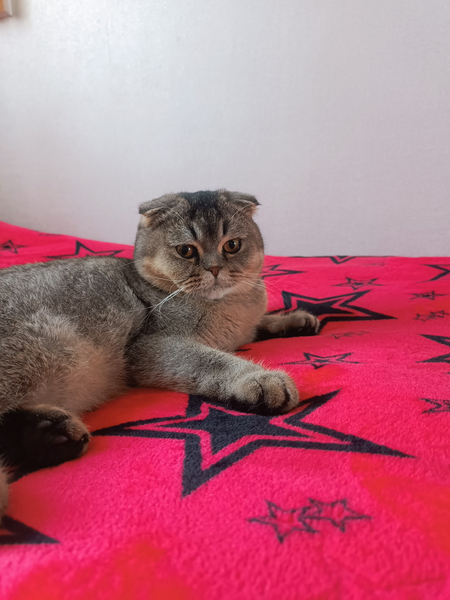 Скотиш фолд и скотиш страйт