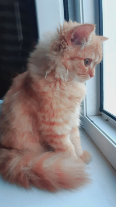 Продаётся Котёнок
