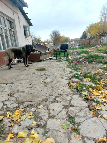 Ассаломалекум окала кавказская овчаркани болалари сотилади