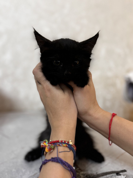 Отдам котят в хорошие руки