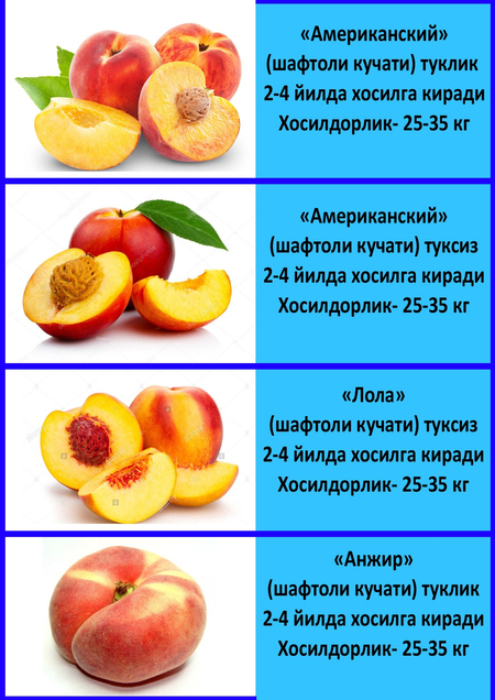 Mevali koʻchatlar