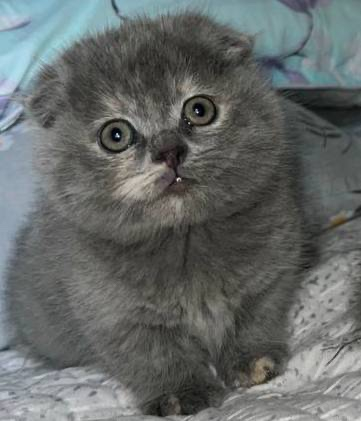 Скоттиш Фолд и страйт