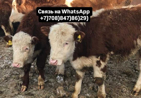 Продаются бычки телята тёлочки