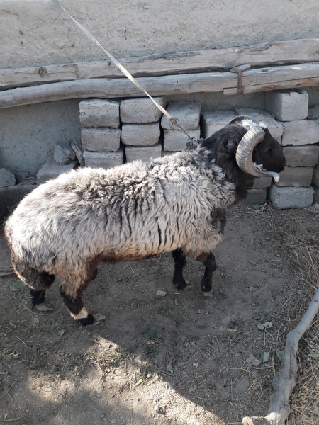 3 Yoshli qõchqor