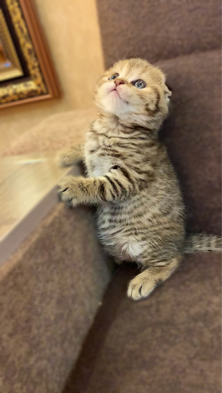 Вязка Кот Шотландский вислоухий