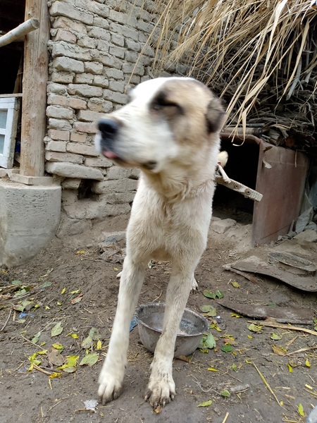 Alabay sotiladi narxini kelishamiz