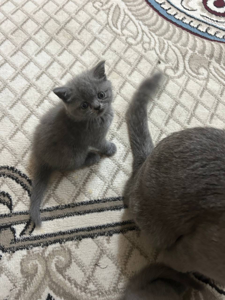 Британцы котятки.