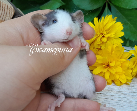Крысята дамбо малыши большой выбор