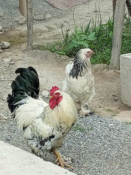 Brama xoroz tovuq sotiladi