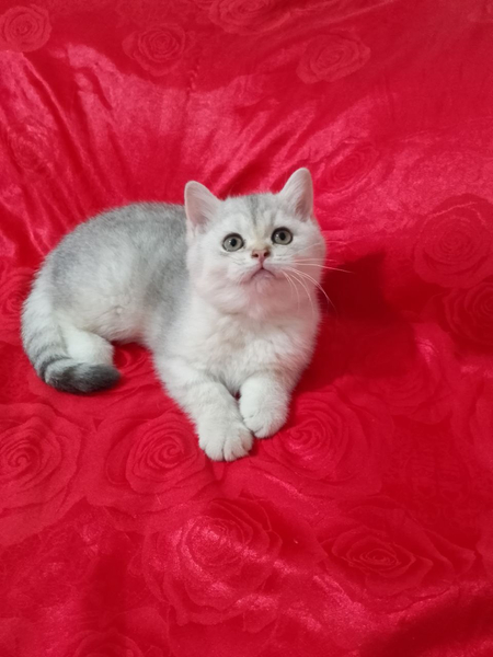 Мушук зотдор Британский котик