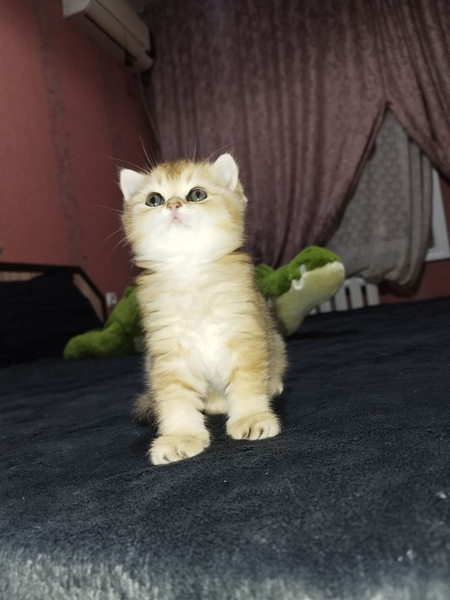 Британец котёнок
