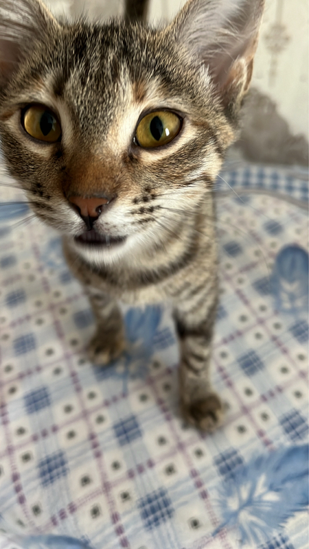 Котёнок девочка. Очень умная шустрая и ласковая. Зовут Мира