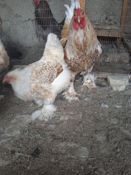 Brama zolita va beliy zolita  sotiladi oila