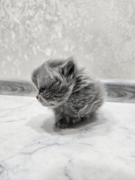 Скотч флод котята