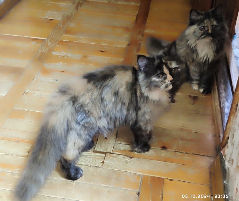 Продаются котята персидской породы