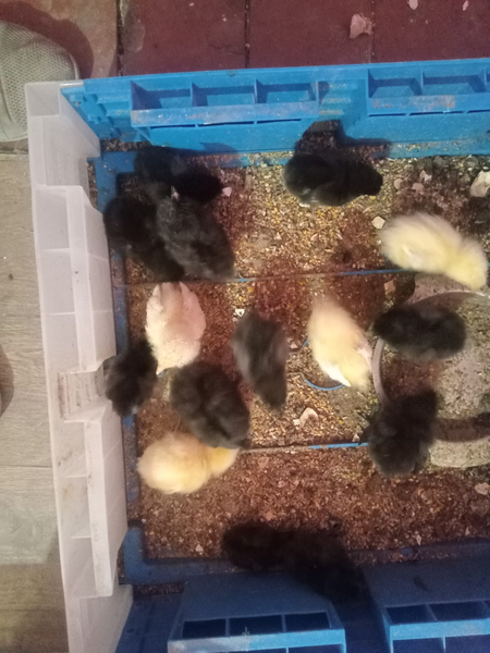 Срочно продам кур и петушков