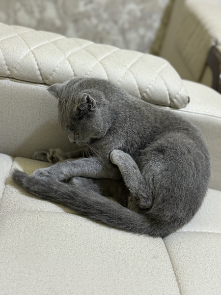 Scottish Fold  Erkak 6 oylik